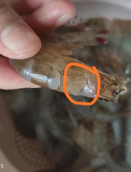 金钱虾怎么处理_金钱虾清洗去虾线技巧-第1张图片-山城妙识 金钱虾怎么处理_金钱虾清洗去虾线技巧-第1张图片-山城妙识