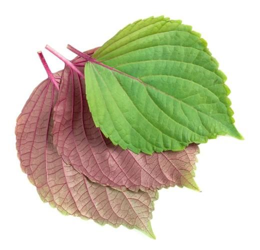 苏叶图片全图_高清大图哪里找-第1张图片-山城妙识