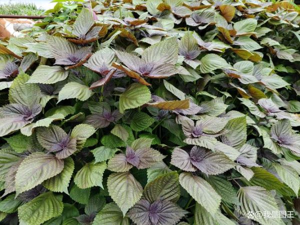 苏叶图片全图_高清大图哪里找-第3张图片-山城妙识