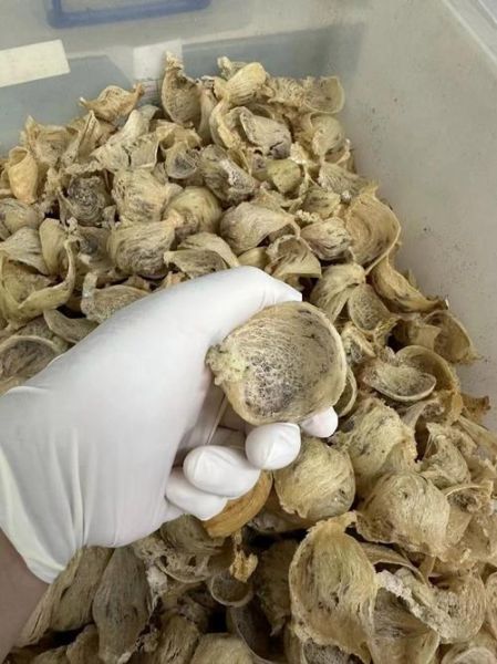 燕窝是用什么做的_燕窝原料有哪些-第1张图片-山城妙识