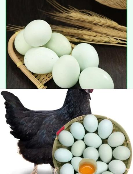 乌鸡蛋怎么吃最好_乌鸡蛋营养价值高吗-第2张图片-山城妙识