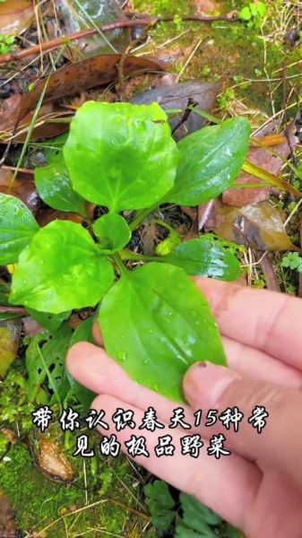 农村野菜有哪些_农村野菜怎么辨认-第2张图片-山城妙识