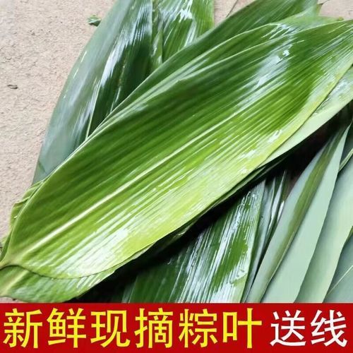 北方粽子叶是什么植物的叶子_北方粽子叶和箬叶区别-第2张图片-山城妙识
