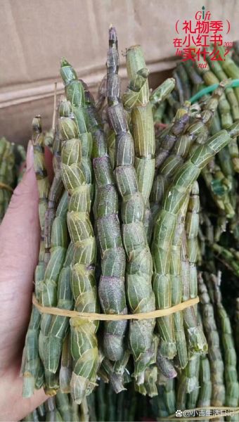 铁皮石斛图片及价格_铁皮石斛多少钱一斤-第3张图片-山城妙识