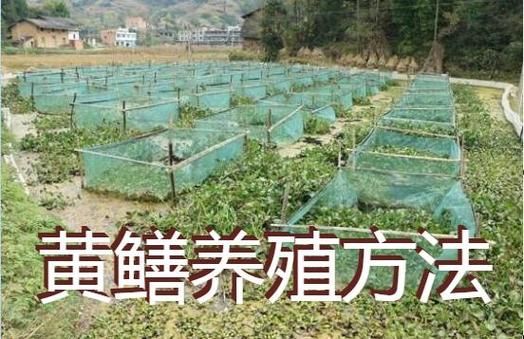黄鳝养殖成本多少钱一斤_黄鳝养殖成本利润分析-第1张图片-山城妙识 黄鳝养殖成本多少钱一斤_黄鳝养殖成本利润分析-第1张图片-山城妙识