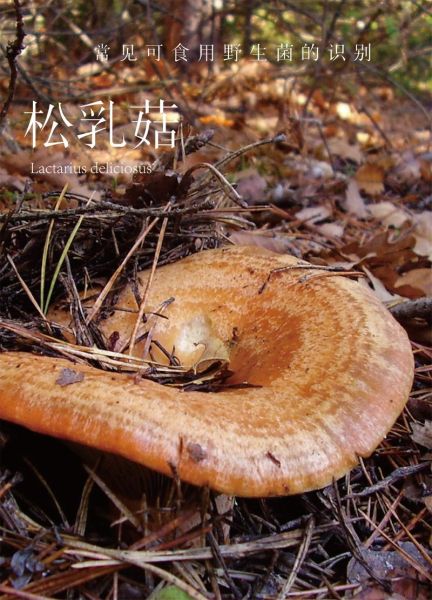 无毒野生菌图片大全_如何分辨可食用野生菌-第2张图片-山城妙识