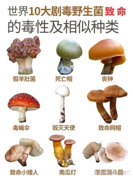 无毒野生菌图片大全_如何分辨可食用野生菌-第3张图片-山城妙识