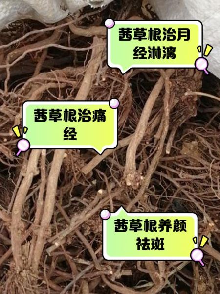 茜草的功效与作用_茜草能长期泡水喝吗-第2张图片-山城妙识