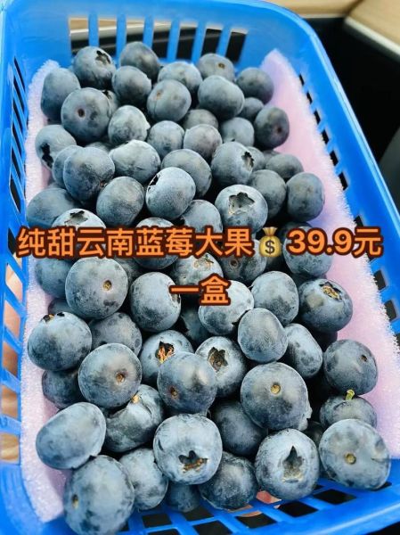 蓝莓价格多少钱一斤2021_2021蓝莓一斤多少钱-第2张图片-山城妙识 蓝莓价格多少钱一斤2021_2021蓝莓一斤多少钱-第2张图片-山城妙识