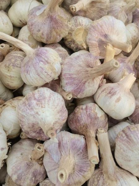 今日金乡大蒜价格多少钱一斤_金乡大蒜最新行情-第3张图片-山城妙识