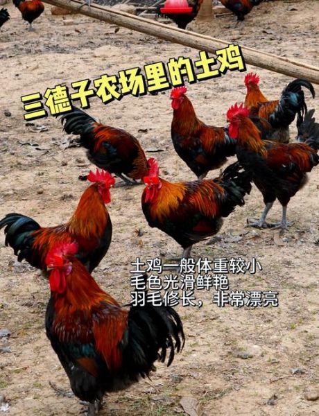 土鸡价格多少钱一斤_土鸡批发价和零售价区别-第2张图片-山城妙识