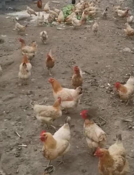 土鸡价格多少钱一斤_土鸡批发价和零售价区别-第1张图片-山城妙识