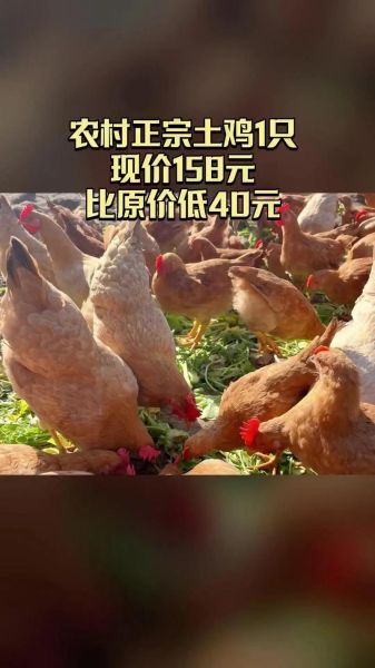 土鸡价格多少钱一斤_土鸡批发价和零售价区别-第3张图片-山城妙识