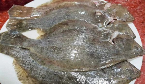 皇帝鱼又叫什么鱼_皇帝鱼学名是什么-第1张图片-山城妙识