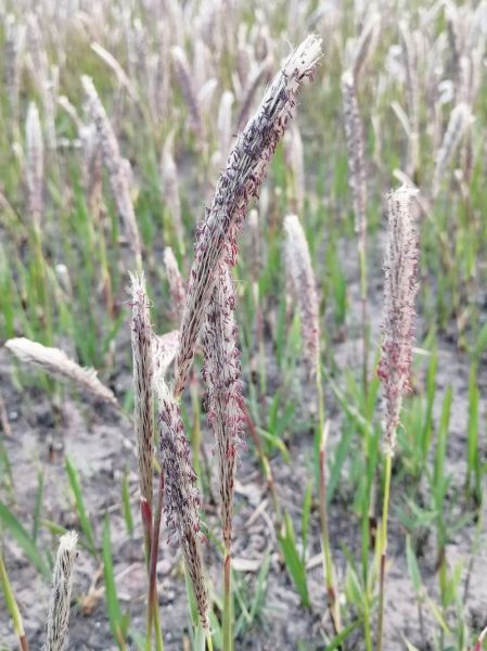 白茅根长什么样_白茅根植物图片怎么识别-第1张图片-山城妙识 白茅根长什么样_白茅根植物图片怎么识别-第1张图片-山城妙识