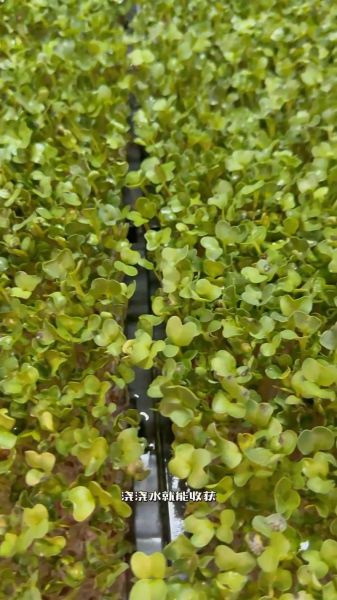 芽苗菜怎么种植_家庭无土栽培步骤-第1张图片-山城妙识 芽苗菜怎么种植_家庭无土栽培步骤-第1张图片-山城妙识