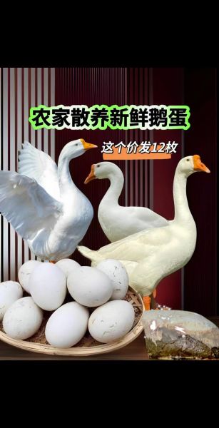 鹅蛋价格多少钱一斤_鹅蛋多少钱一个-第1张图片-山城妙识 鹅蛋价格多少钱一斤_鹅蛋多少钱一个-第1张图片-山城妙识