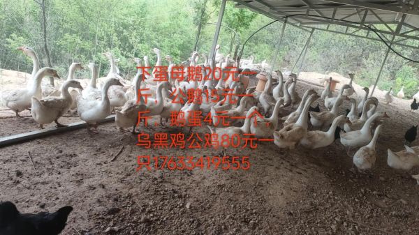 鹅蛋价格多少钱一斤_鹅蛋多少钱一个-第2张图片-山城妙识 鹅蛋价格多少钱一斤_鹅蛋多少钱一个-第2张图片-山城妙识