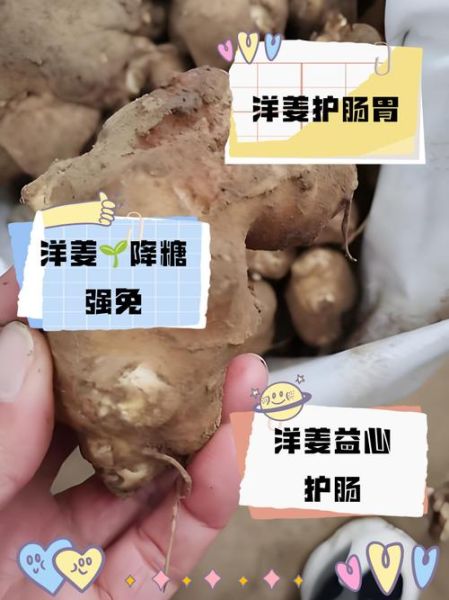 腌制洋姜的功效与作用_洋姜怎么腌制最好吃-第1张图片-山城妙识 腌制洋姜的功效与作用_洋姜怎么腌制最好吃-第1张图片-山城妙识