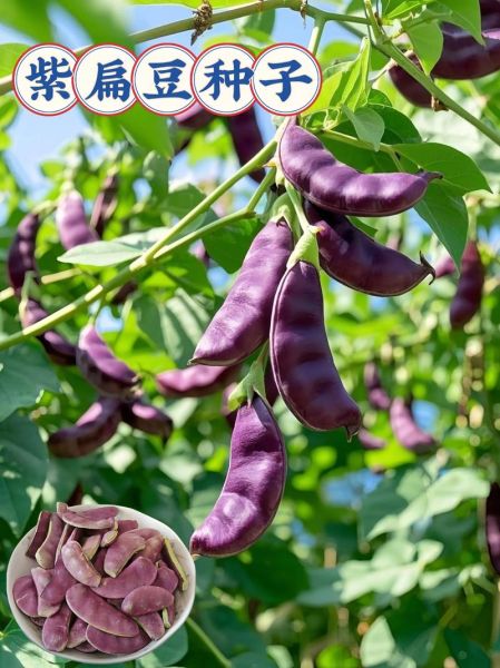 紫扁豆怎么做好吃_紫扁豆的做法大全家常-第1张图片-山城妙识 紫扁豆怎么做好吃_紫扁豆的做法大全家常-第1张图片-山城妙识