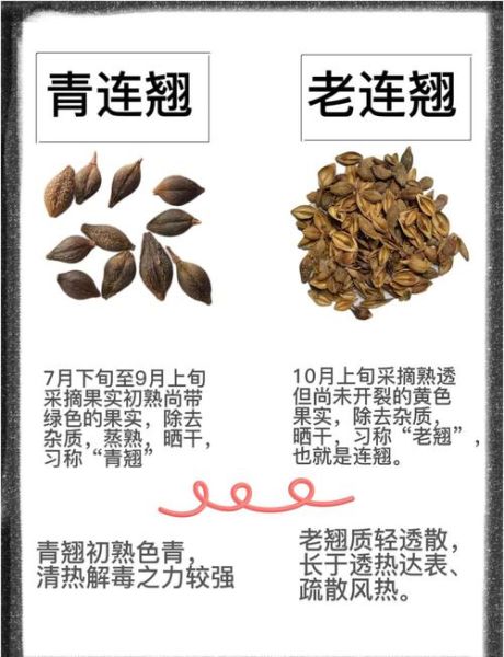 连翘的功效与作用_连翘泡水喝有什么禁忌-第2张图片-山城妙识