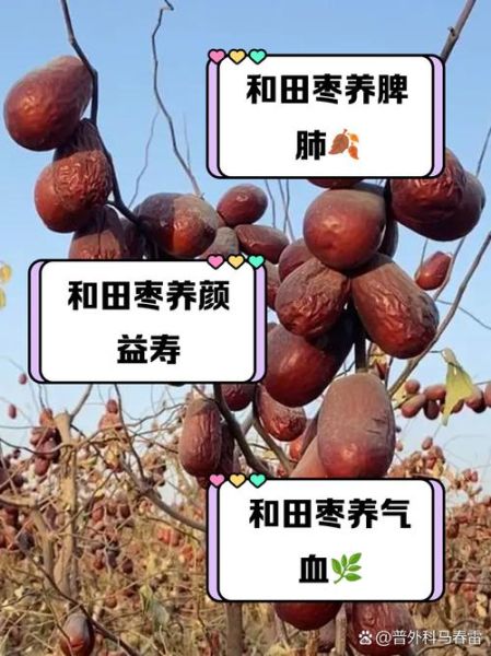 和田大枣的功效与作用_孕妇能吃吗-第1张图片-山城妙识