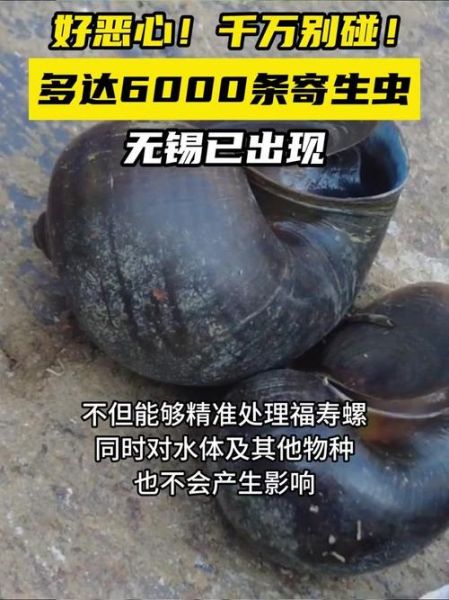 福寿螺寄生虫_福寿螺寄生虫有哪些-第1张图片-山城妙识