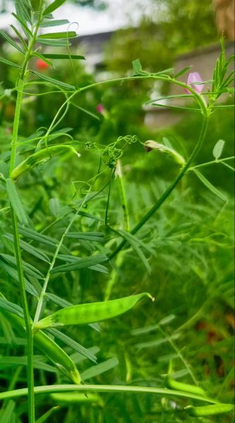 野豌豆苗的功效与作用_野豌豆苗怎么吃-第1张图片-山城妙识