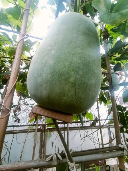 节瓜是冬瓜的一种吗_节瓜和冬瓜的区别-第1张图片-山城妙识