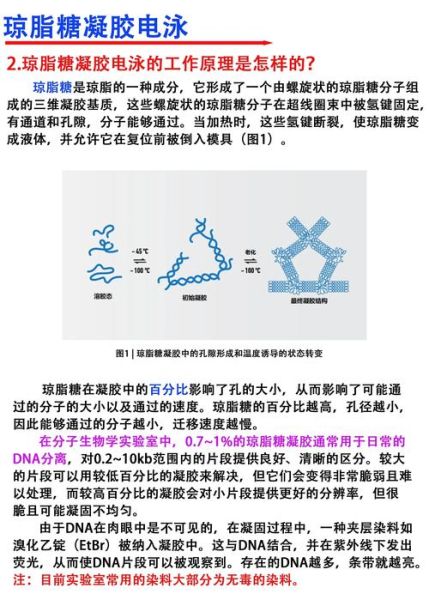 琼脂糖凝胶电泳失败原因_如何快速排查-第1张图片-山城妙识