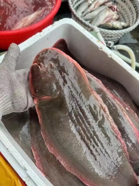 龙利鱼热量高吗_龙利鱼减肥能吃吗-第1张图片-山城妙识