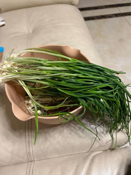 野生小蒜怎么腌制保存_能放多久不坏-第2张图片-山城妙识