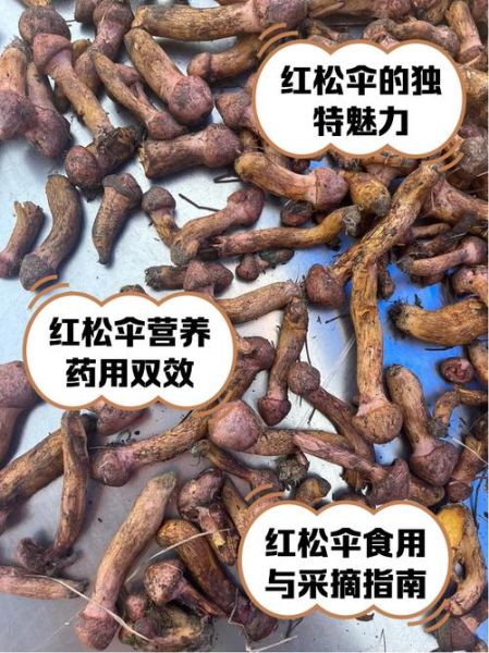 松蘑图片大全大图_松蘑怎么挑选-第2张图片-山城妙识