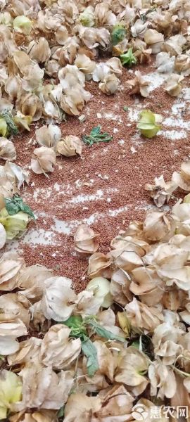 冰粉籽是什么植物的种子_冰粉籽和假酸浆籽一样吗-第1张图片-山城妙识