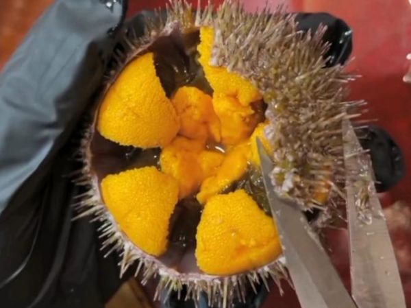 海胆怎么处理_海胆怎么清洗-第3张图片-山城妙识