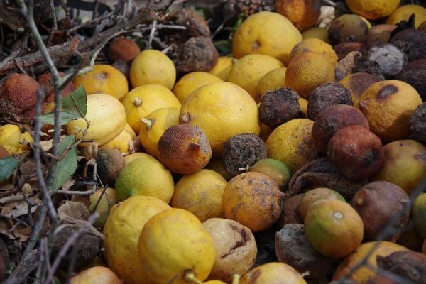 世界上最贵的水果有哪些_为什么这些水果价格惊人-第2张图片-山城妙识 世界上最贵的水果有哪些_为什么这些水果价格惊人-第2张图片-山城妙识