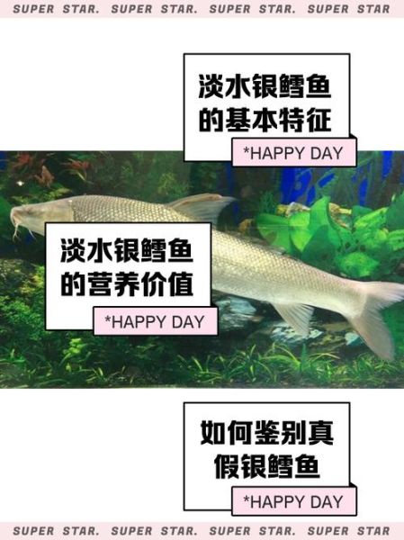 淡水银雪鱼吃什么饵料_淡水银雪鱼饵料配方-第1张图片-山城妙识