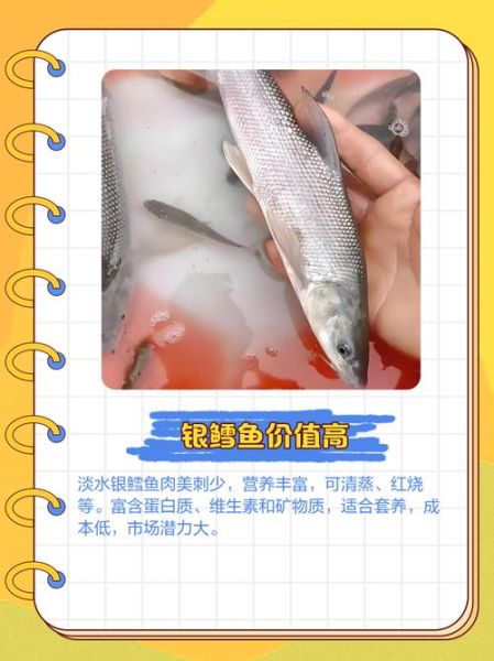 淡水银雪鱼吃什么饵料_淡水银雪鱼饵料配方-第3张图片-山城妙识