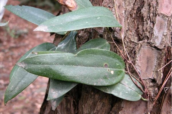土茯苓长什么样_土茯苓图片如何辨别真假-第1张图片-山城妙识 土茯苓长什么样_土茯苓图片如何辨别真假-第1张图片-山城妙识