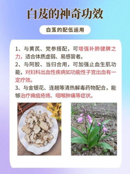 白芨的功效与作用_白芨的正确吃法-第2张图片-山城妙识