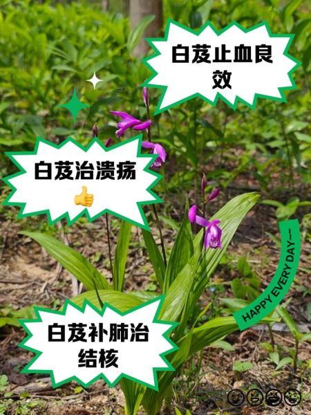 白芨的功效与作用_白芨的正确吃法-第1张图片-山城妙识