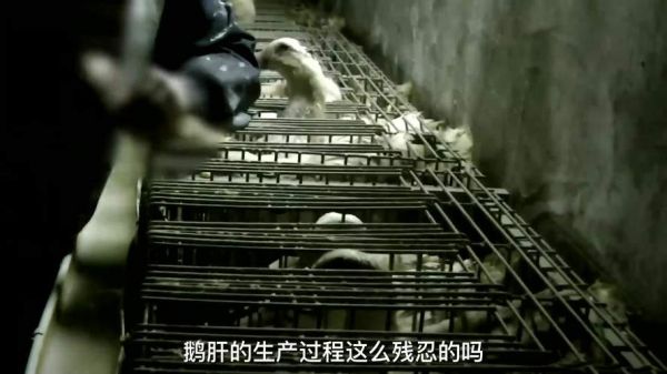 活取鹅肝图片_残忍还是必要-第3张图片-山城妙识 活取鹅肝图片_残忍还是必要-第3张图片-山城妙识