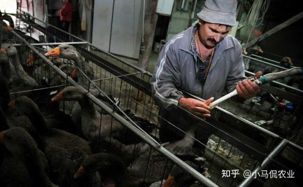 活取鹅肝图片_残忍还是必要-第2张图片-山城妙识 活取鹅肝图片_残忍还是必要-第2张图片-山城妙识