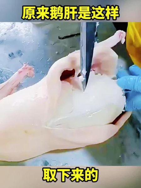活取鹅肝图片_残忍还是必要-第1张图片-山城妙识 活取鹅肝图片_残忍还是必要-第1张图片-山城妙识