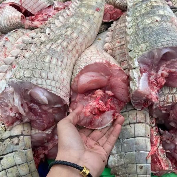 鳄鱼肉能吃吗_鳄鱼肉违法吗-第1张图片-山城妙识