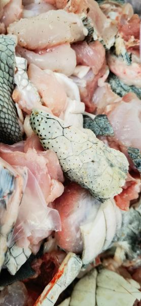 鳄鱼肉能吃吗_鳄鱼肉违法吗-第2张图片-山城妙识