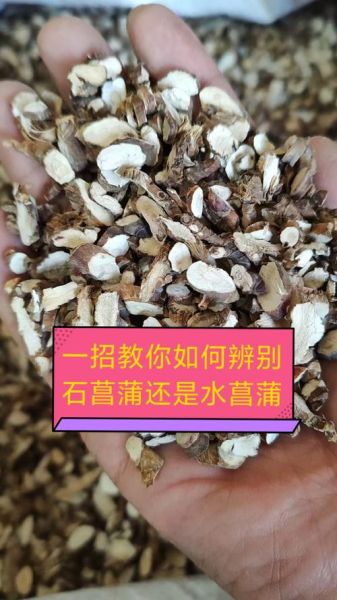 石菖蒲图片_如何辨别真假-第1张图片-山城妙识 石菖蒲图片_如何辨别真假-第1张图片-山城妙识