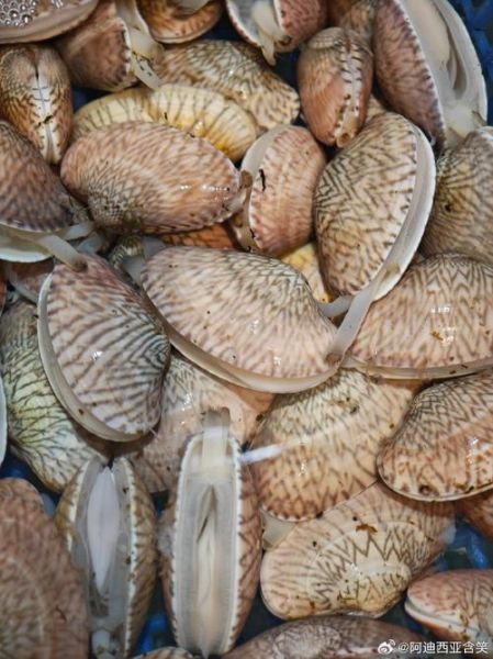 油蛤价格多少钱一斤_油蛤价格受哪些因素影响-第3张图片-山城妙识 油蛤价格多少钱一斤_油蛤价格受哪些因素影响-第3张图片-山城妙识