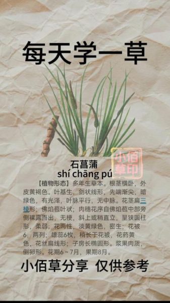 石菖蒲图片_如何辨别真假-第2张图片-山城妙识 石菖蒲图片_如何辨别真假-第2张图片-山城妙识