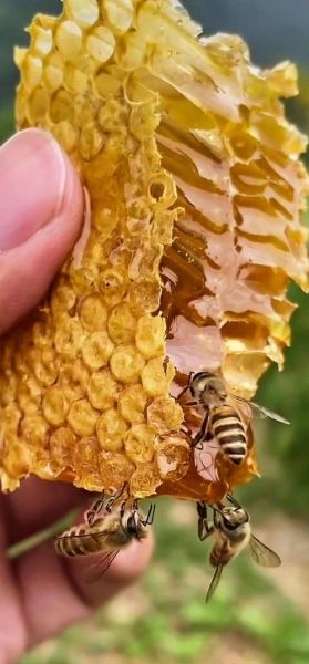 蜂蜜止咳化痰的方法_蜂蜜怎么喝最有效-第3张图片-山城妙识